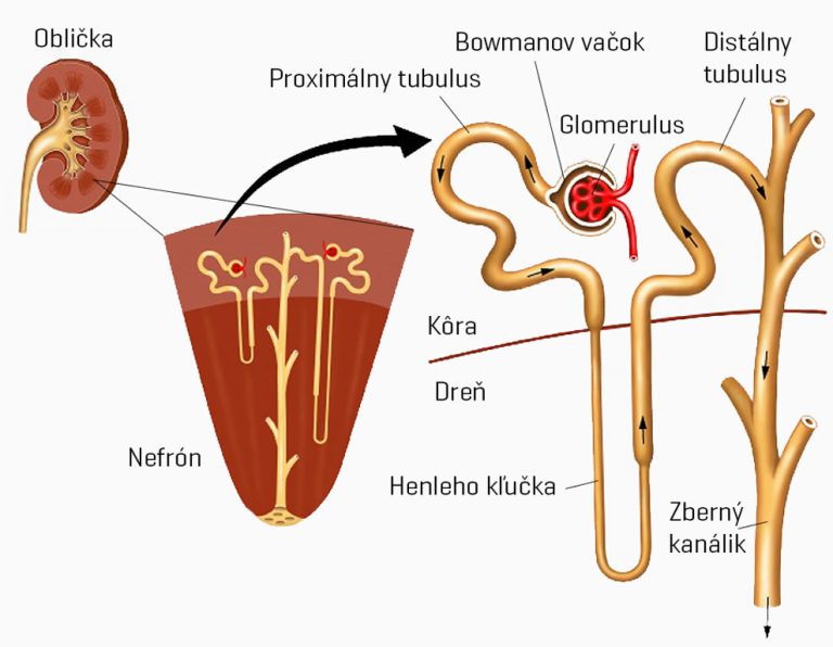 Biotlačiarne a naša cesta k 3D tlači orgánov | TOUCHIT